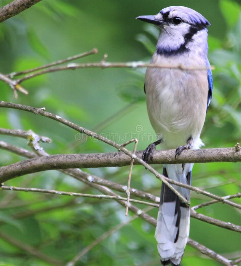 Bluejay stock photo. Image of bluebird, bluejay, wildlife - 254186764