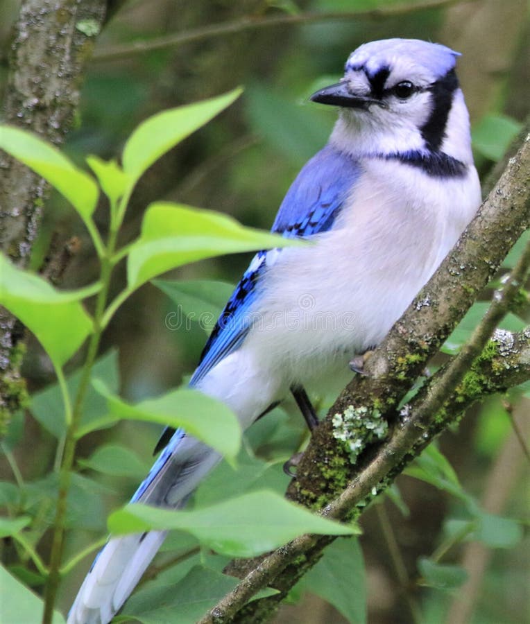 Bluejay stock photo. Image of bluejay, wildlife, bluebird - 254186768