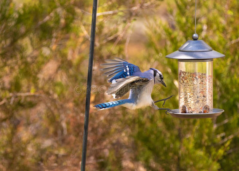 Bluejay Landing Bird Feeder Stock Photos - Free & Royalty-Free Stock Photos from Dreamstime