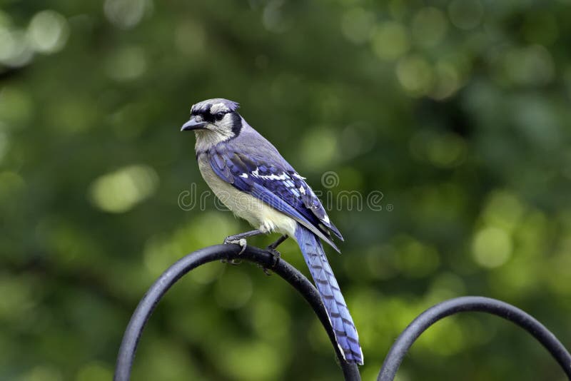 Angry Blue Jay Stock Photos - Free & Royalty-Free Stock Photos from ...