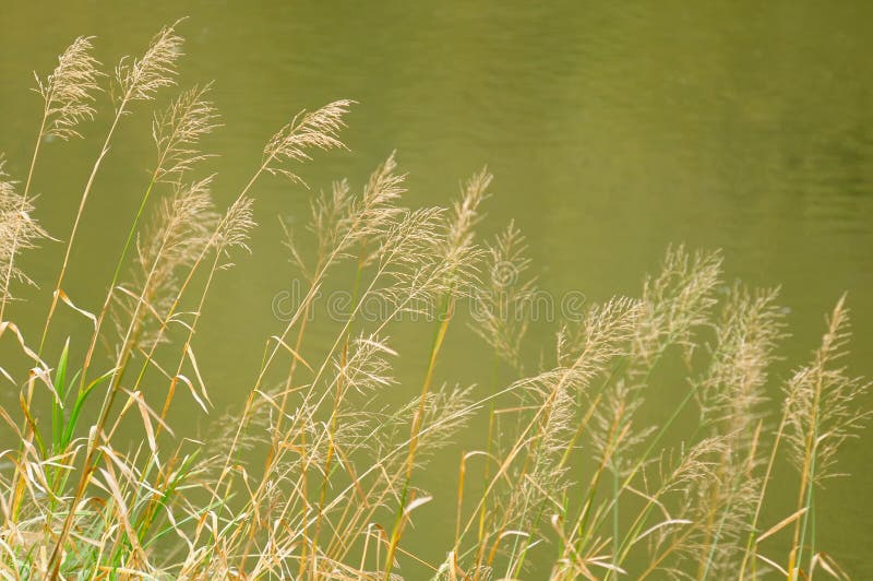 Bluejoint Reedgrass Growing by the River Stock Photo - Image of ...