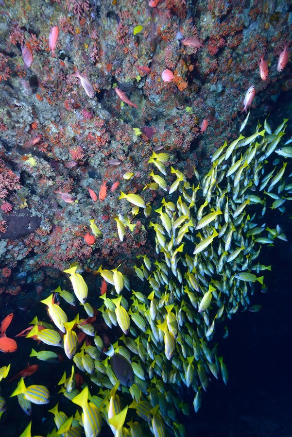 Bluelined snappers stock image. Image of famous, animal - 73089793