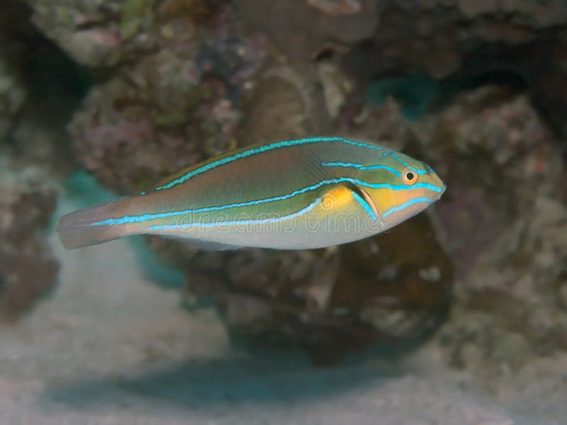 Bluelined wrasse stock image. Image of wrasse, egypt - 39025401
