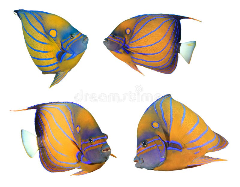 Different Type of Stingrays Isolated on a White Backgr Bluespotted ...