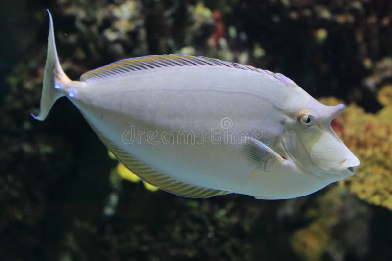 Bluespine unicornfish stock photo. Image of bluespine - 28772328