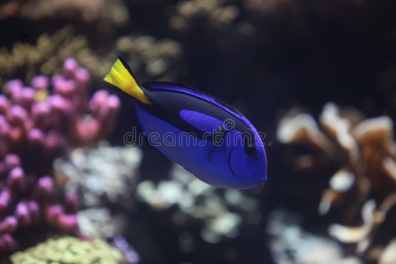 Bluespotted angelfish stock image. Image of fish, water - 46036599