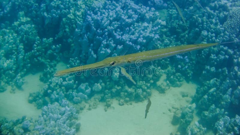 Bluespotted Cornetfish Looking into the Camera during Diving in the Red ...
