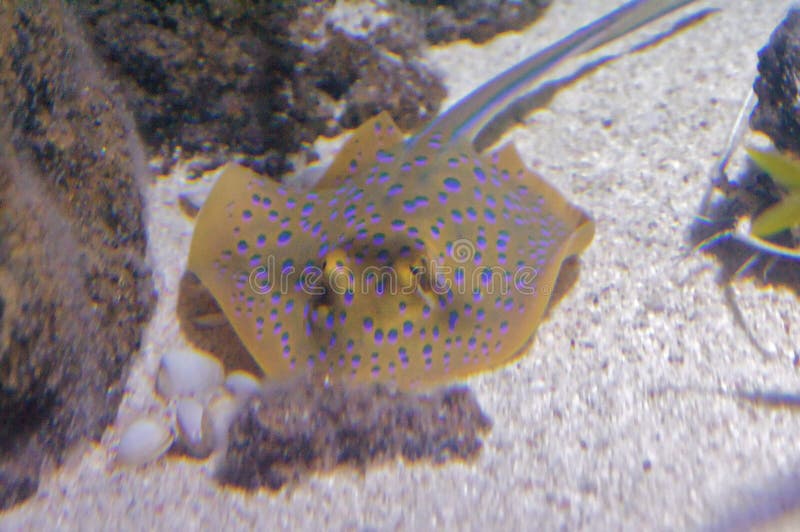 Bluespotted Ray stock photo. Image of blue, natural, journey - 12296552
