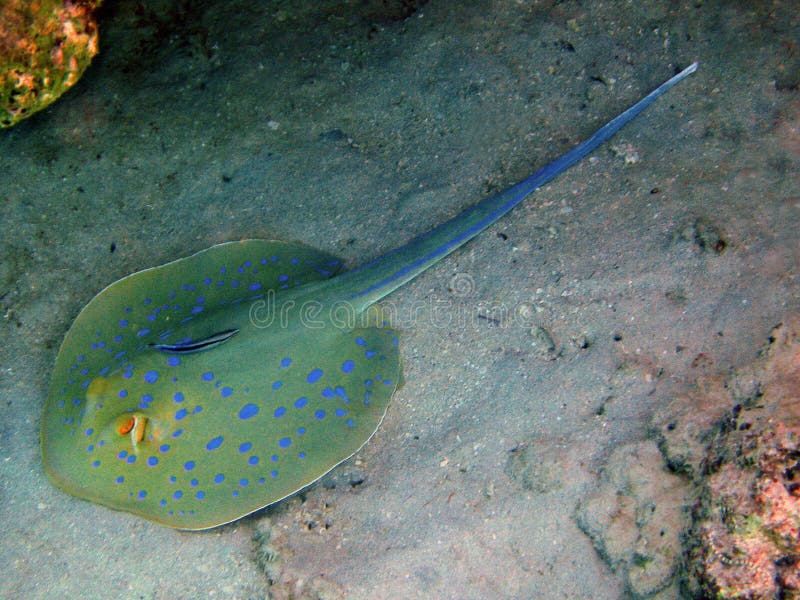 Bluespotted ribbontail ray stock photo. Image of myliobatiformes - 12899684