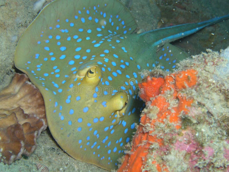 Bluespotted ribbontail ray stock photo. Image of coral - 27550612