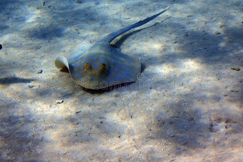 Bluespotted Ribbontail Ray Fish Stock Photo - Image of life, scuba ...