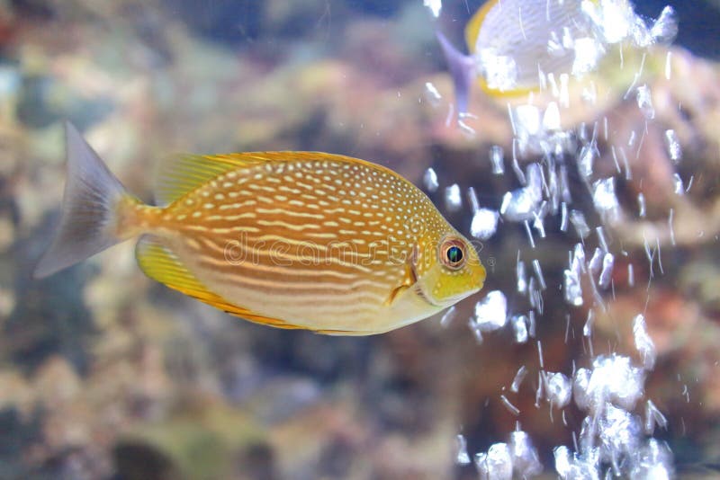 Bluespotted spinefish stock photo. Image of spinefish - 58006492