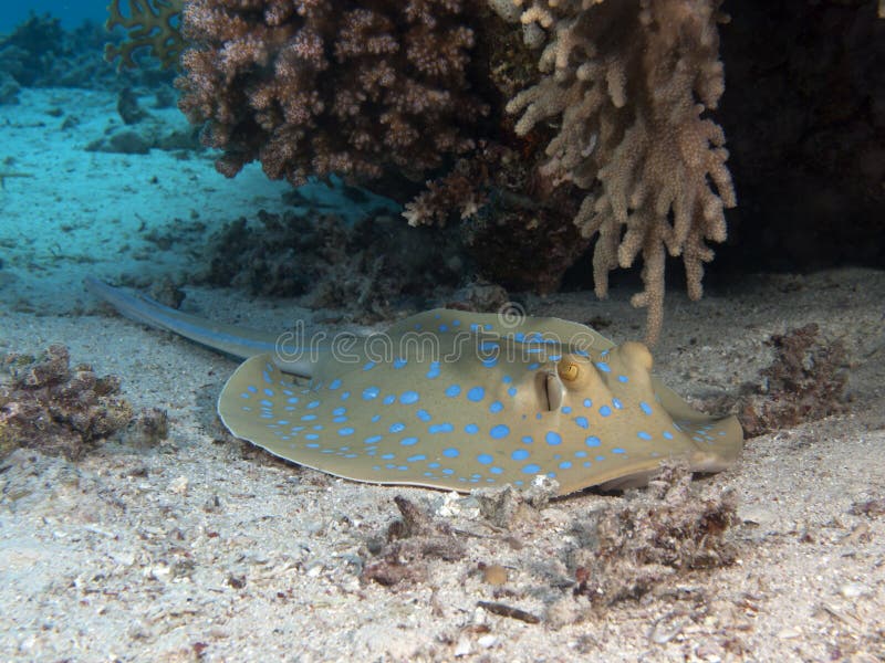 Bluespotted-Stechrochen Im Vulkanischen Sand, In Amed, Bali Indonesien ...