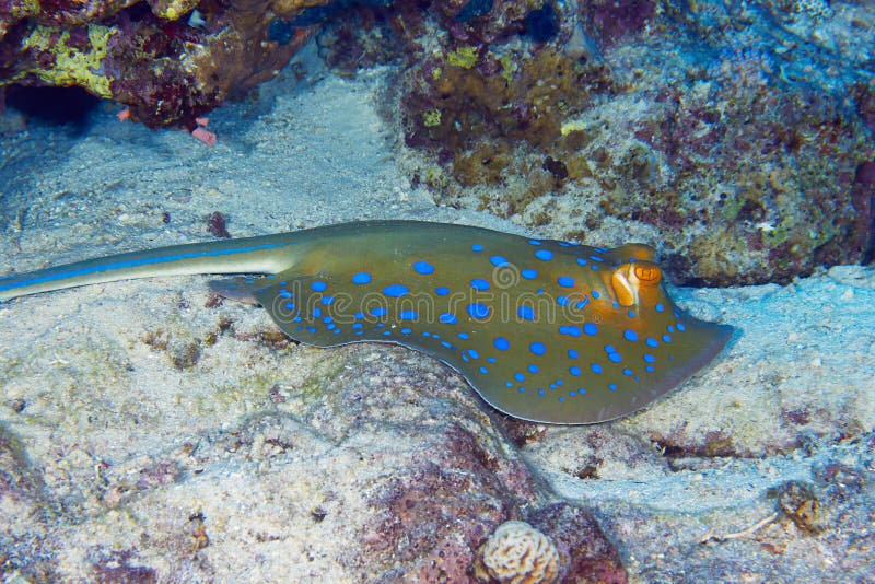Bluespotted-Stechrochen stockfoto. Bild von marinesoldat - 40269104