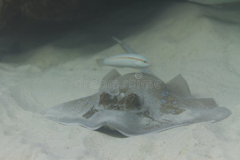 Bluespotted-Stechrochen in Surin-Insel Stockfoto - Bild von meerblick ...