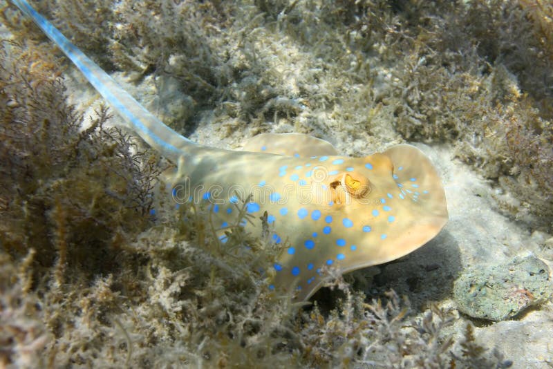 Bluespotted Stingray Bluespotted Ribbontail Ray, Blue Dot Stingray is ...