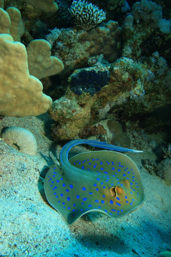 Blue spotted stingray stock photo. Image of gravel, eyes - 10645726