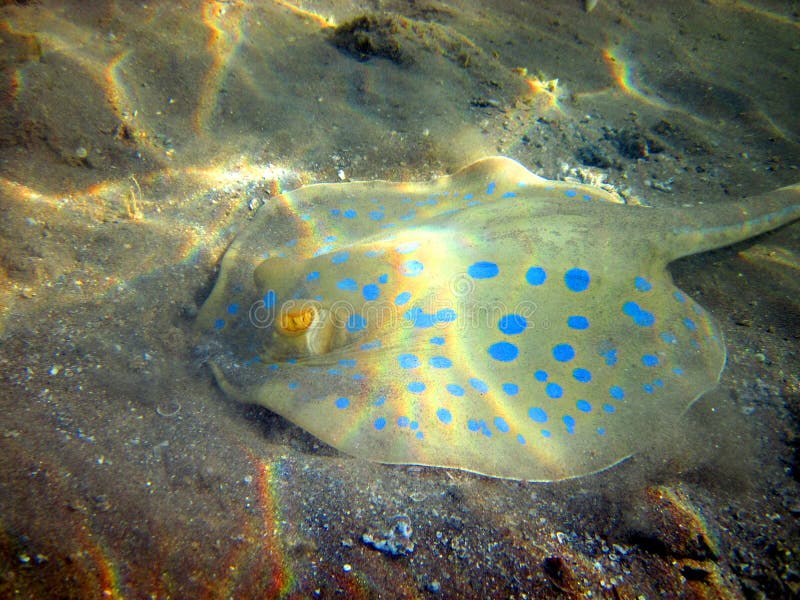 Blue Spotted Stingray stock image. Image of diving, poison - 3045417
