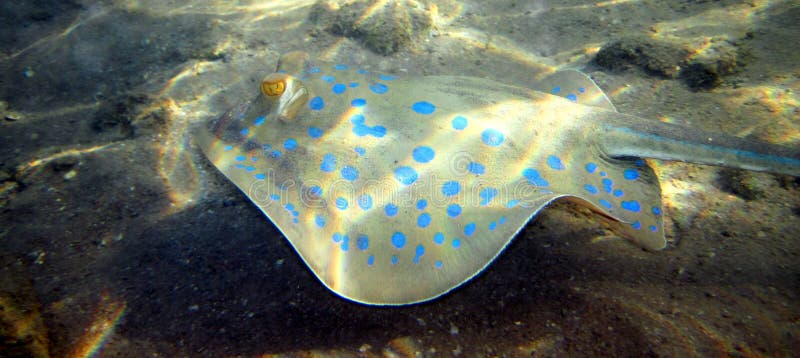 Underwater Photo : Blue-spotted Stingray S Eye Stock Image - Image of ...