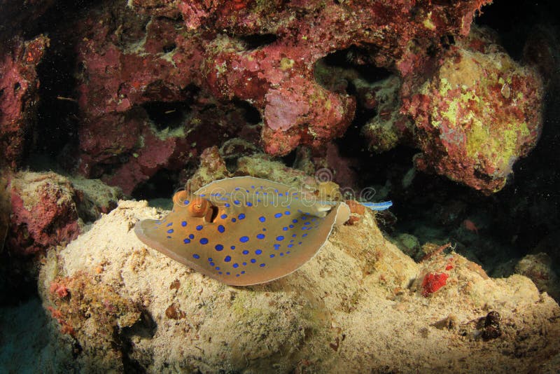 Bluespotted Stingray stock image. Image of taeniura, natural - 13617883