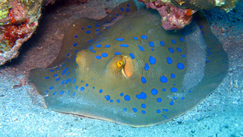 Bluespotted Stingray Bluespotted Ribbontail Ray, Blue Dot Stingray is ...