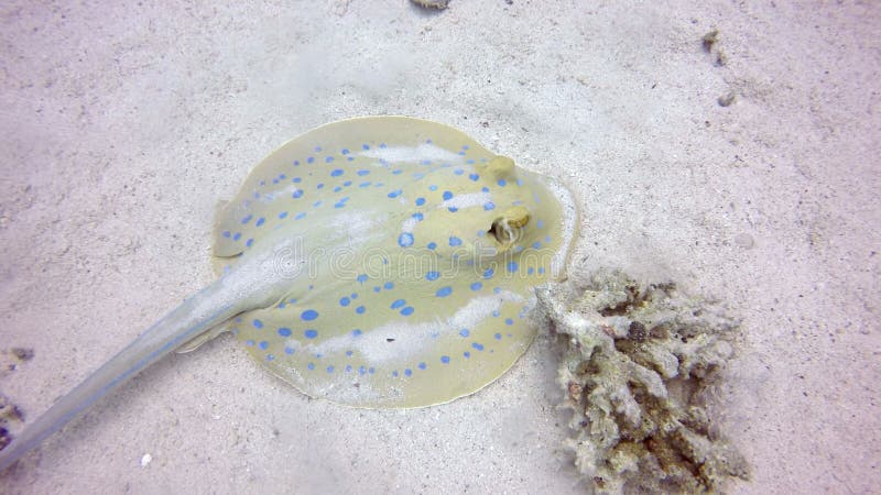 Bluespotted Stingray on Sandy Surface at the Bottom Layer of the Ocean ...