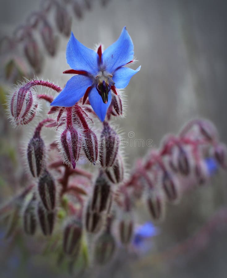 Borage Flower stock image. Image of ornamental, yellow - 1200757