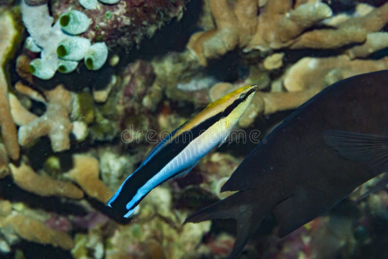 Bluestreak Cleaner Wrasse Labroides Dimidiatus Stock Image - Image of ...