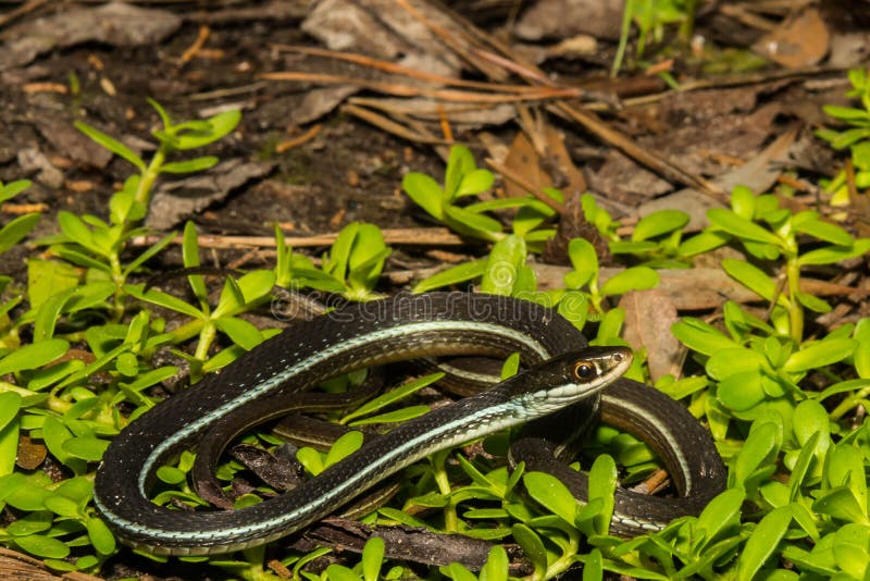 Bluestripe Ribbon Snake stock photo. Image of herpetology - 92769686