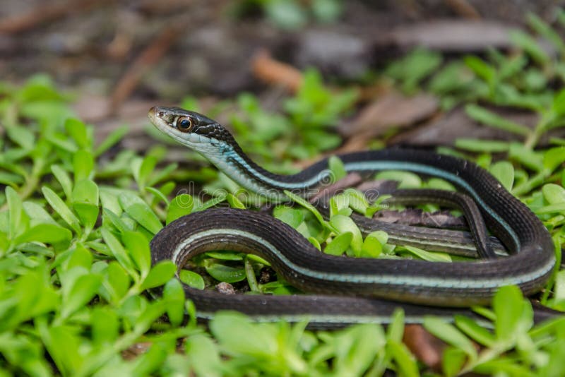 Bluestripe Ribbon Snake stock photo. Image of herpetology - 92769686