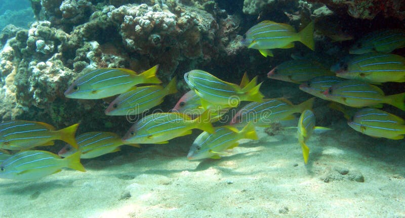 Bluestripe Snapper stock image. Image of hawaiian, fishlife - 8194153