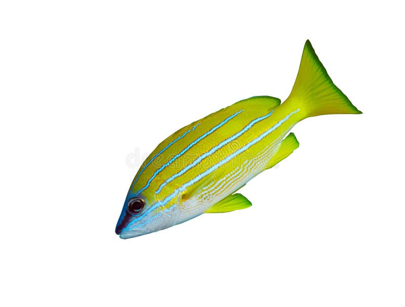 Bluestripe Snapper and Hawaiian Sergeant Fish Stock Photo - Image of ...