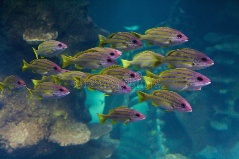 The bluestripe snappers stock photo. Image of anemone - 12485610