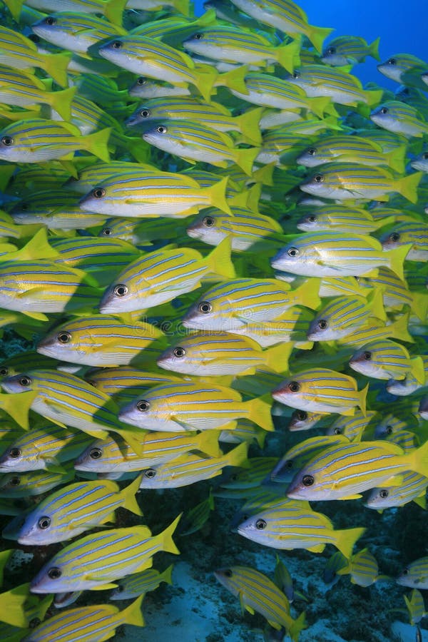 Common Bluestripe Snapper, Bluestripe Sea Perch, Blue-line Snapper ...