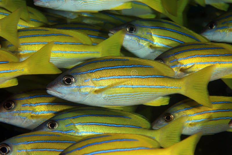Colorful Fish Underwater stock image. Image of ecology - 15544239