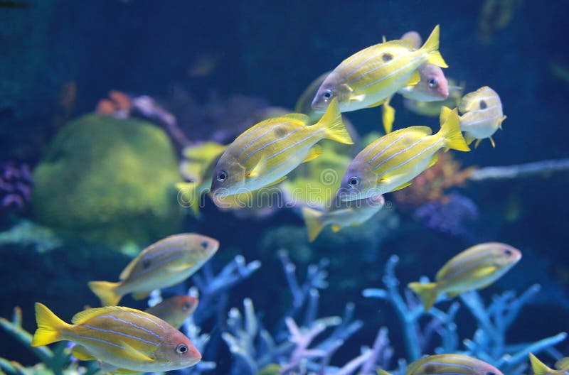 Fish in aquarium tank stock image. Image of aquarium - 177287423