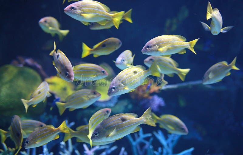 Bluestripe Snappers School stock photo. Image of ecosystem - 12296528