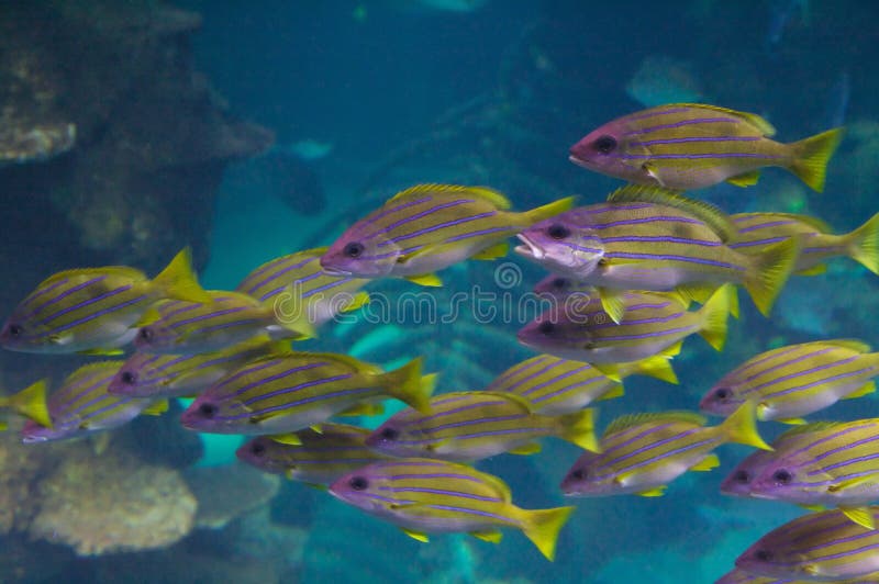 Bluestripe Snappers School stock photo. Image of ecosystem - 12296528