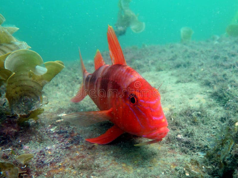 Bluestriped Goatfish stock photo. Image of scales, face - 55178456