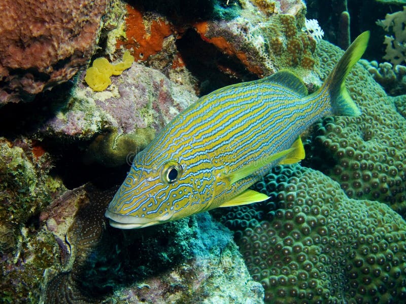 Bluestriped Grunt stock photo. Image of reef, diver, aquatic - 4246354