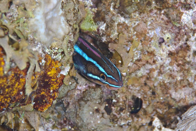 Bluestriped Sabretooth Blenny. Stock Photo - Image of animal, tropical ...