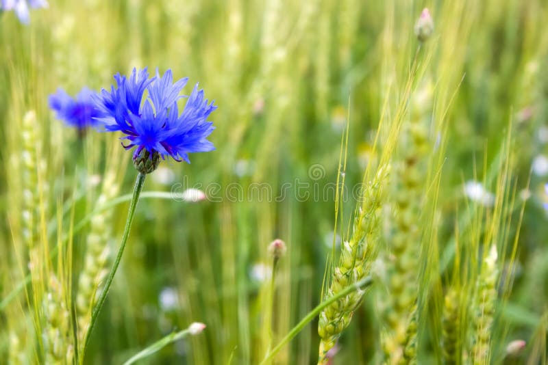 Bluet stock photo. Image of wheat, corn, agriculture - 10417038