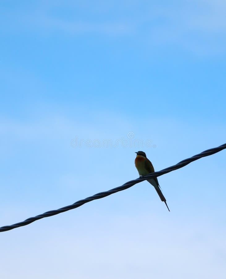 Bluetail Bee Eater Bird on Power Supply Cable Stock Photo - Image of ...