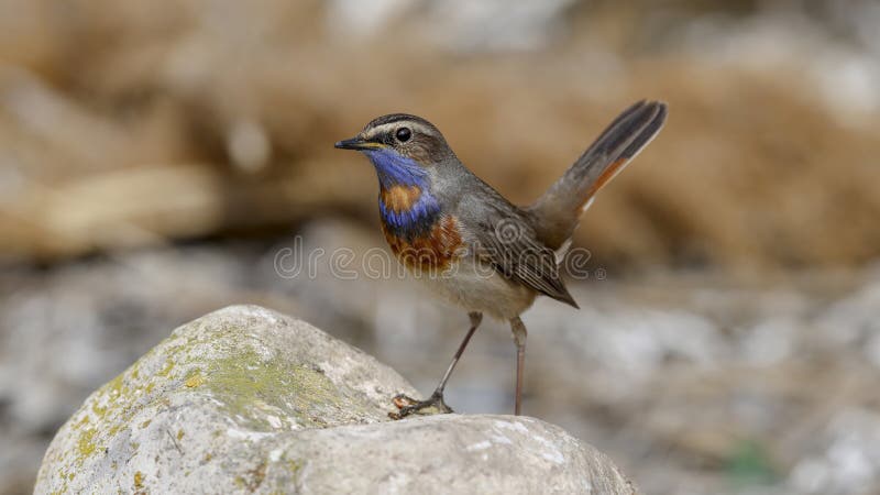 Bluethroat Bird Perching on Rock Stock Image - Image of insect, beak ...