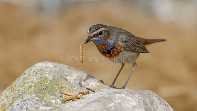 Bluethroat Bird Perching on Rock Stock Image - Image of birds, beak ...