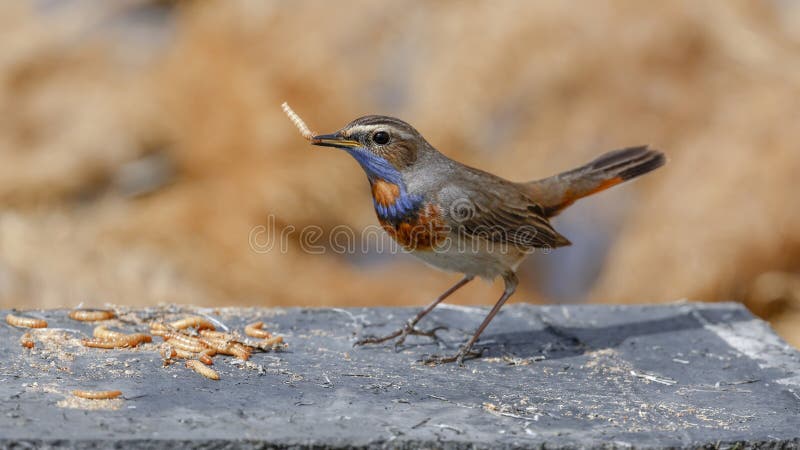 Bluethroat Bird Perching on Rock Stock Image - Image of wing, animal ...