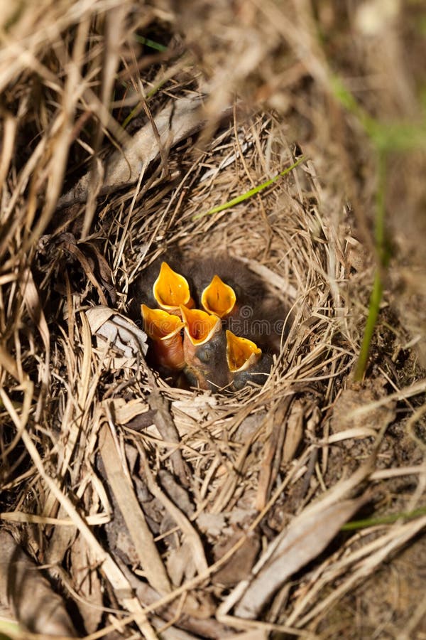 Bluethroat (Luscinia Svecica) Stock Image - Image of trusting, wild ...