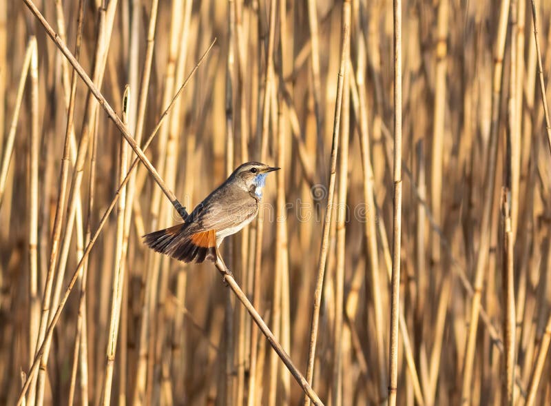 Bluethroat, Luscinia Svecica. the Bird Has Opened Its Tail and is ...