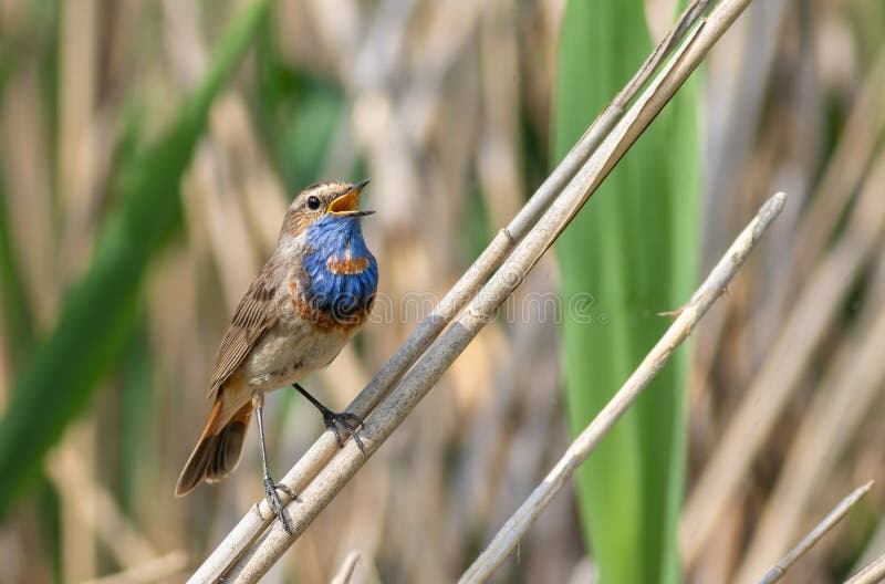 Bluethroat, Luscinia Svecica. a Bird Sits on a Reed Stalk Stock Photo ...