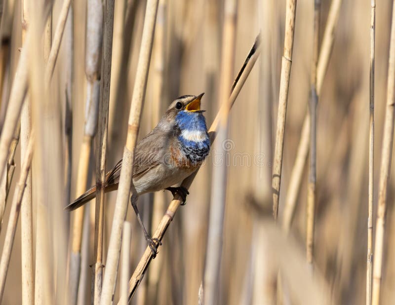 Bluethroat, Luscinia Svecica. a Singing Bird Sits in a Reed Thicket on ...